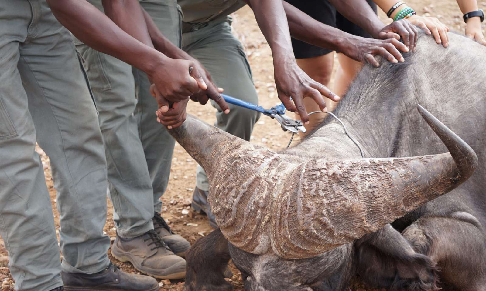 Snare Removal - Victoria Falls Wildlife Trust